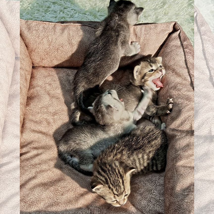 Шотландские котята шиншилла