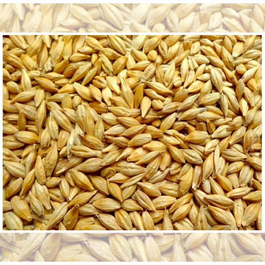 Ячмень "хоббс"