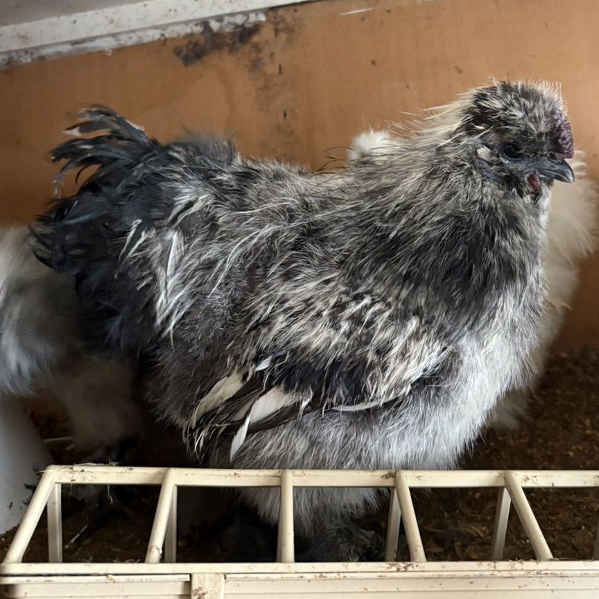 Карликовые шелковые куры