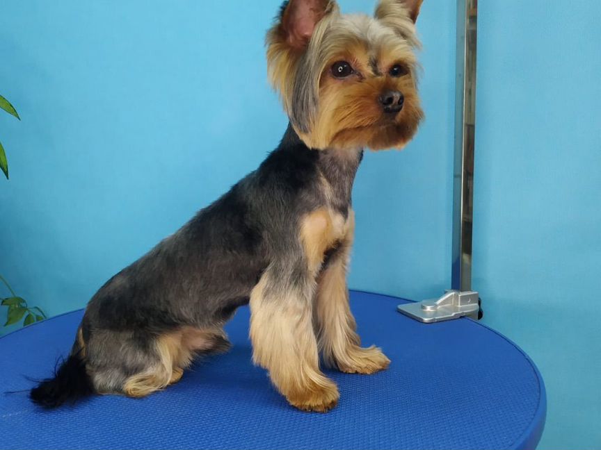 Вязка собак йорширский терьер