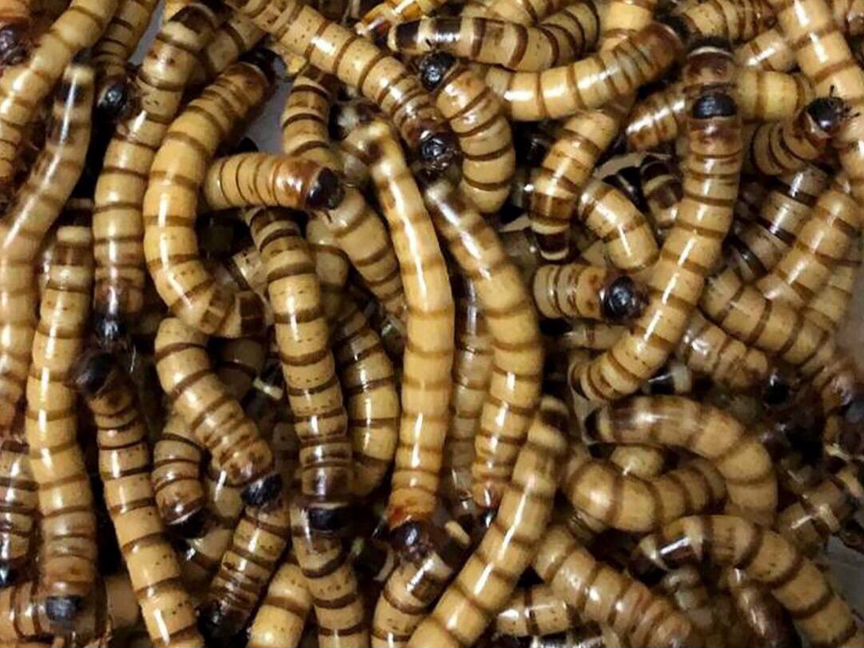 Зоофобус,корм