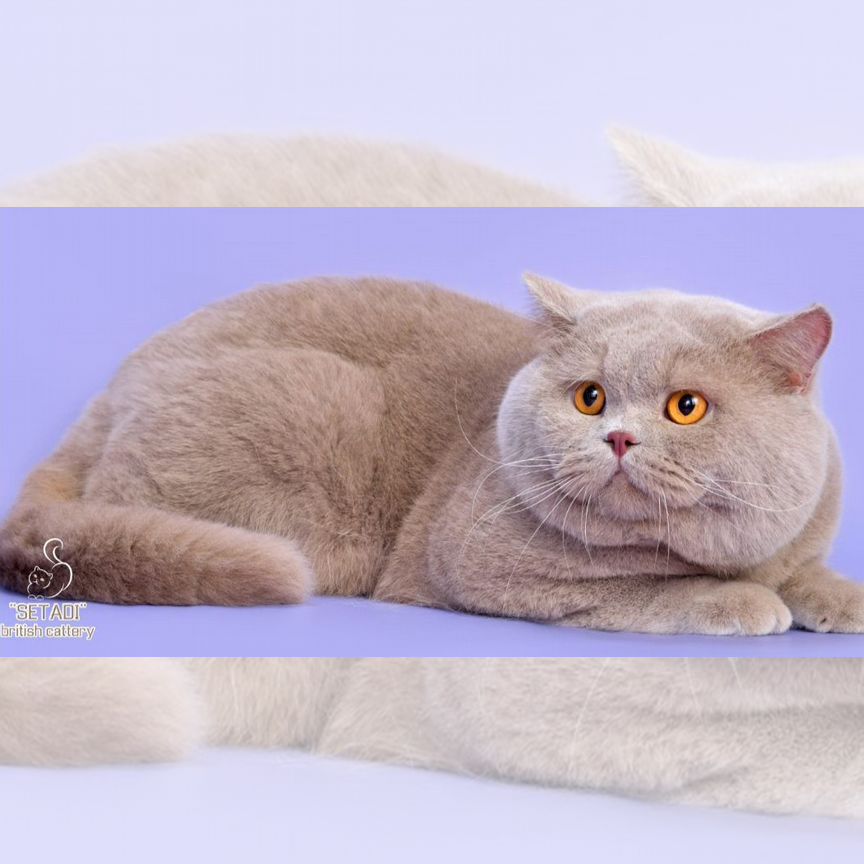 Британский котенок красного окраса