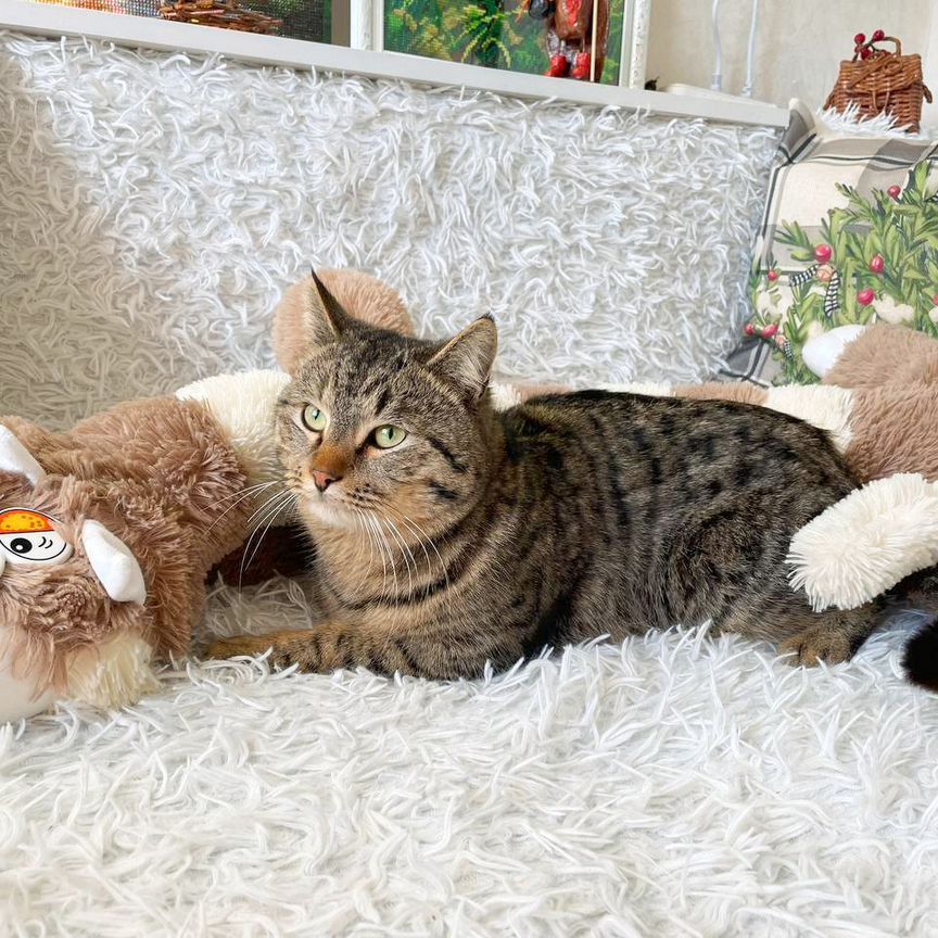 Шикарный котяра в добрые руки