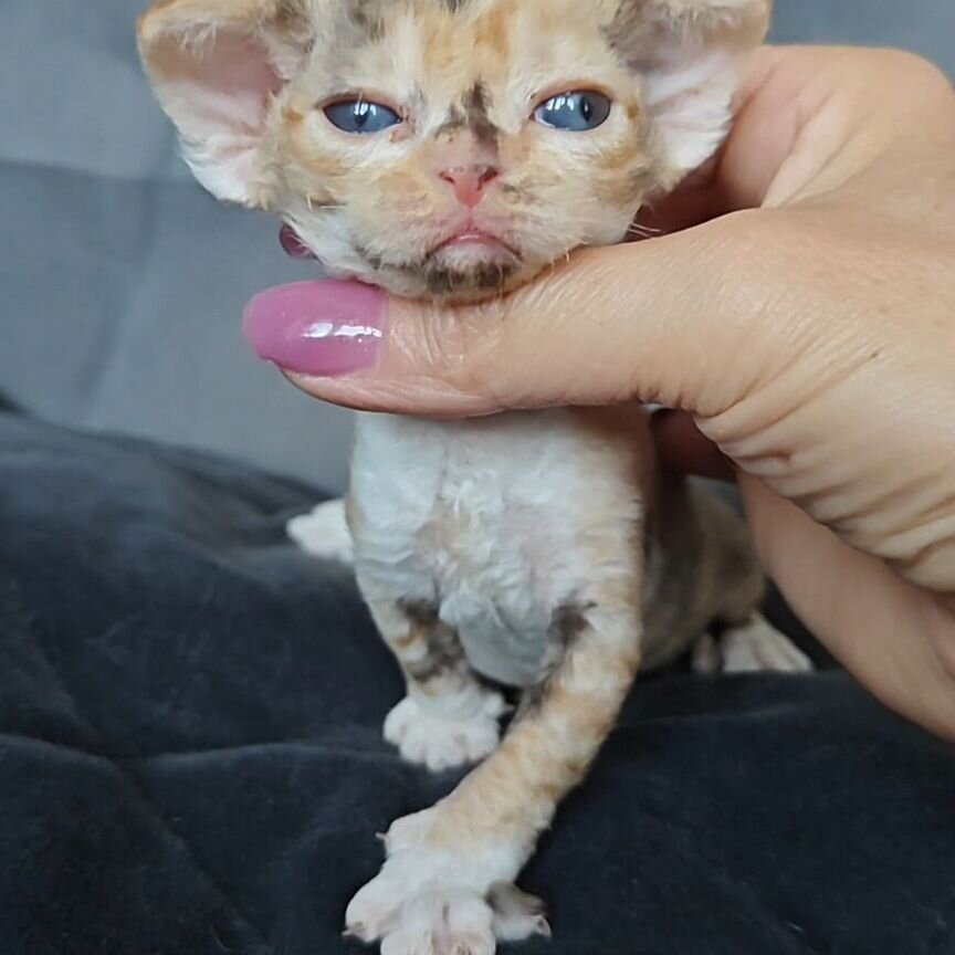 Расписная малышка Глория