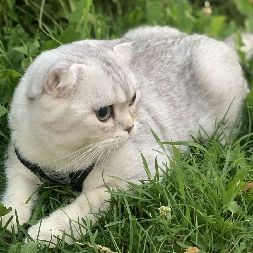Шотландский вислоухий кот вязка