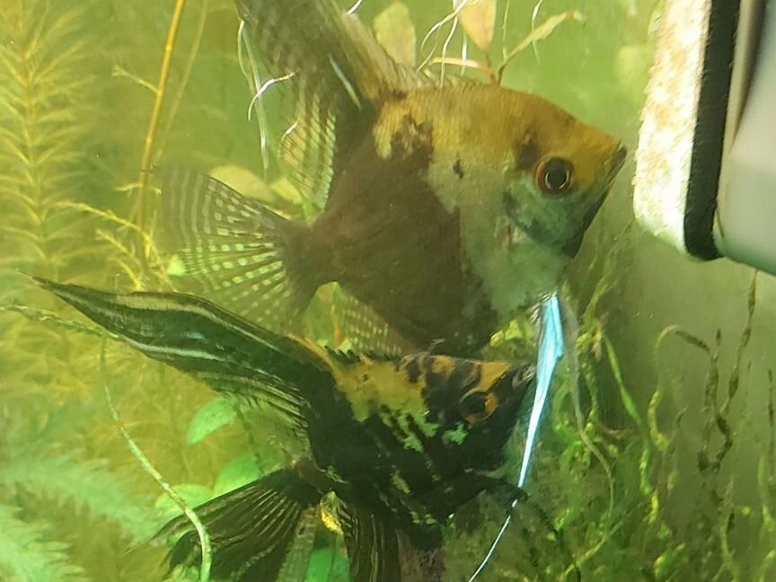 Молодые скалярии микс свое разведение