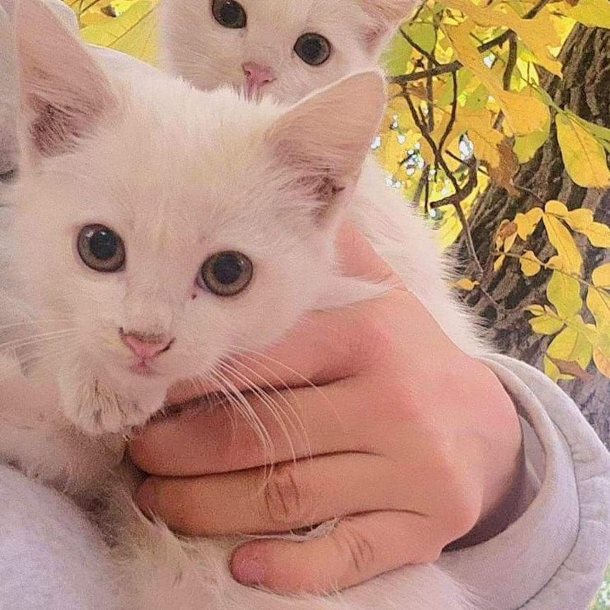 Белоснежные комочки счастья ищут дом