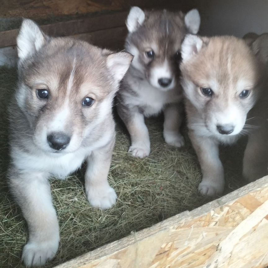 Западносибирская лайка, щенок