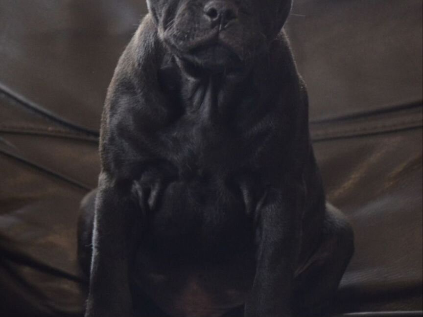 Щенок стаффордширского бультерьера