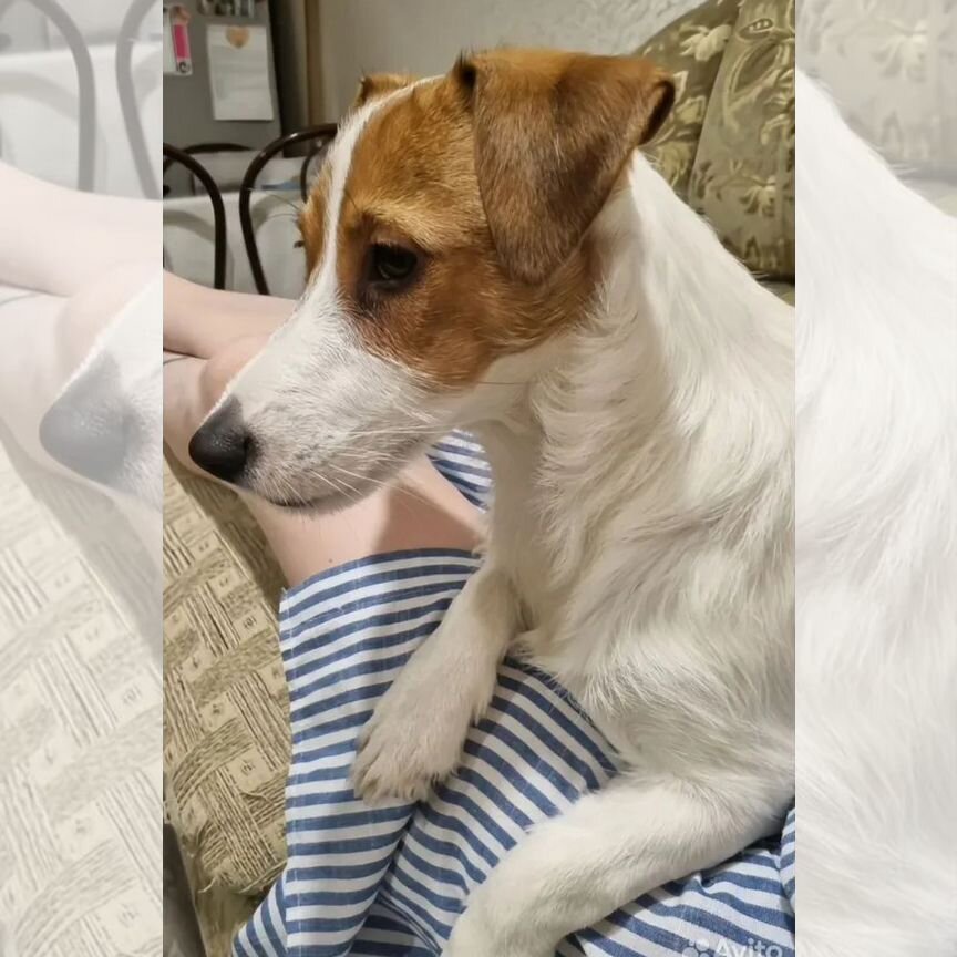 Джек-рассел-терьер, щенок