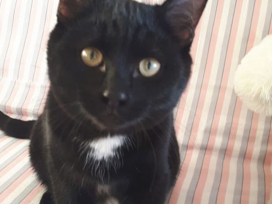 Котик в добрые ручки