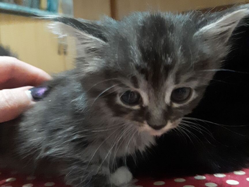 Котенок норвежская лесная