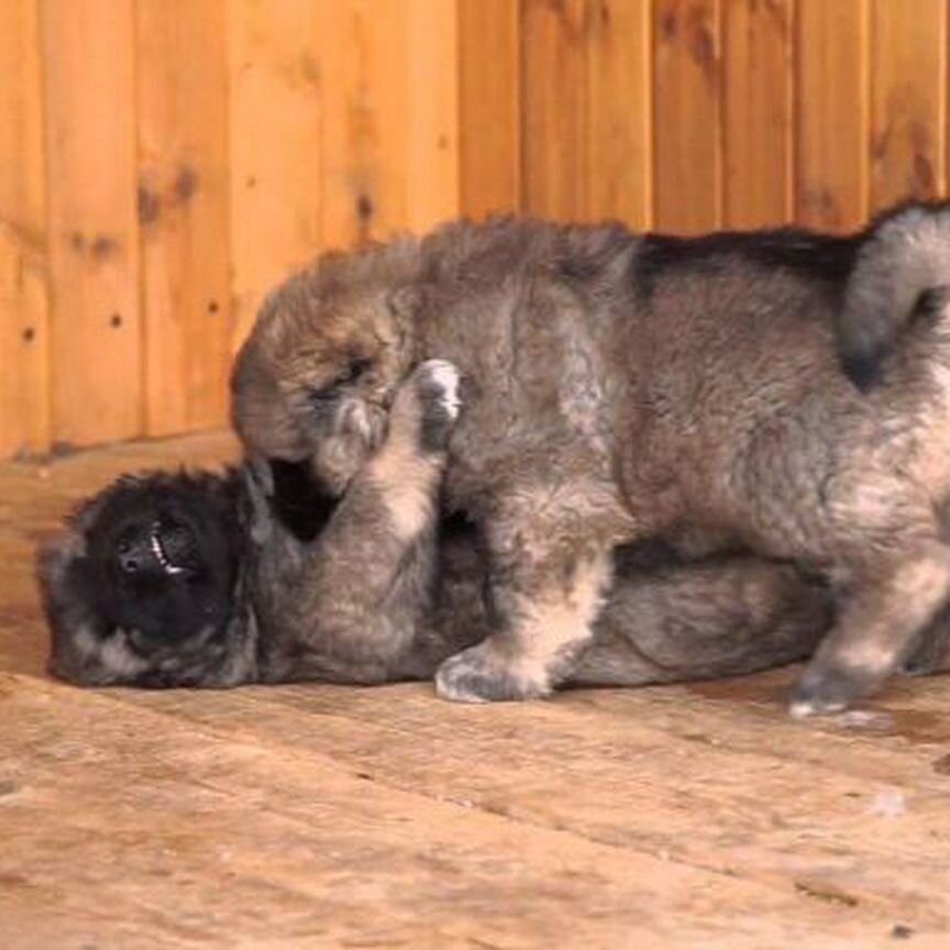 Щенки кавказца девочки