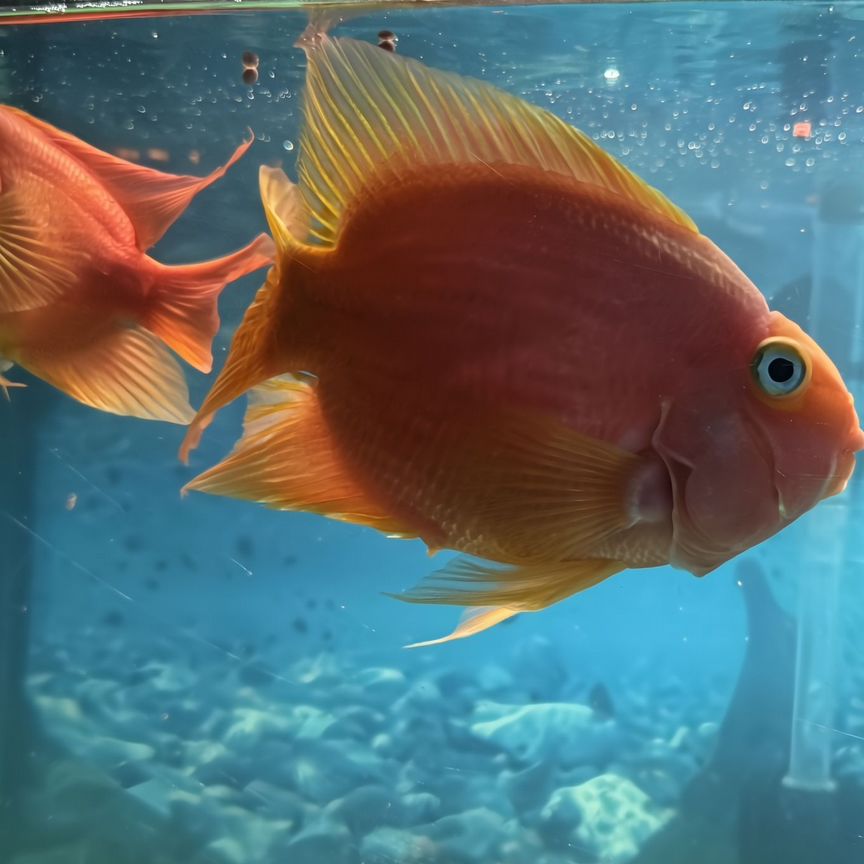 Аквариум Cayman 280 л   семья рыб-попугаев