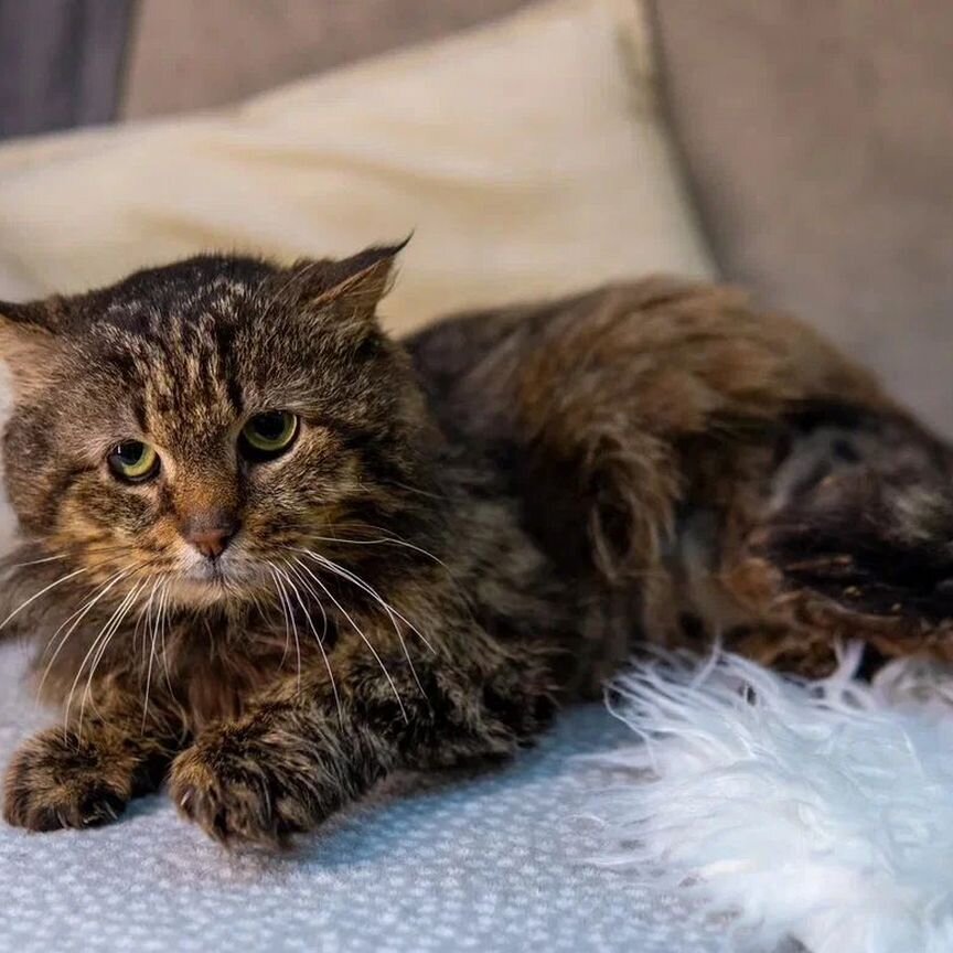 Кот Котя в добрые руки