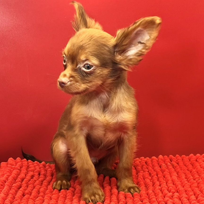 Русский той-терьер, щенок