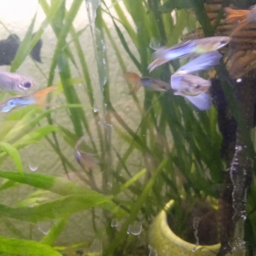Аквариумные рыбки гупи, растение валиснерия
