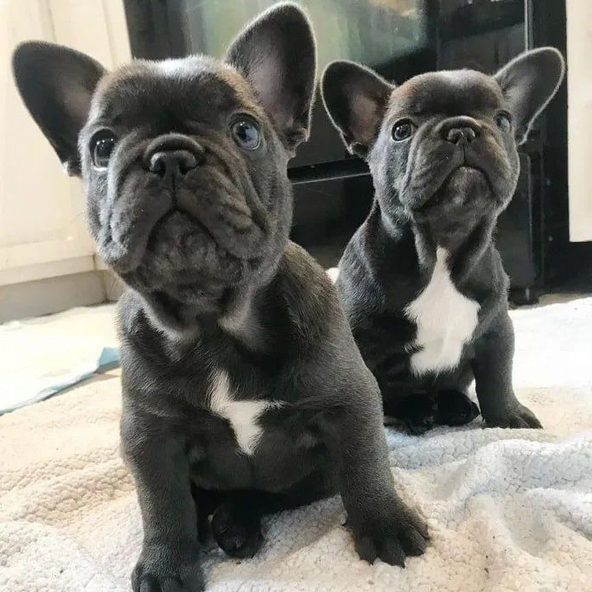 Французский мальчик -шарм и обаяние