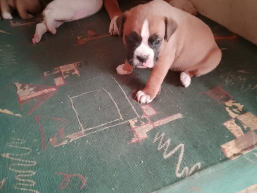 Щенки боксера