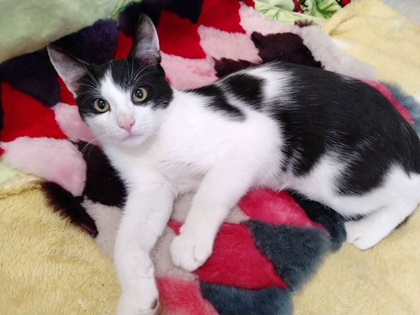 Котик 5 месяцев