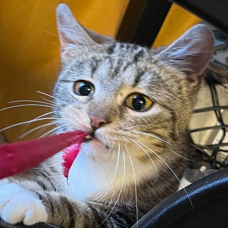 Европейский короткошёрстный кот, взрослый