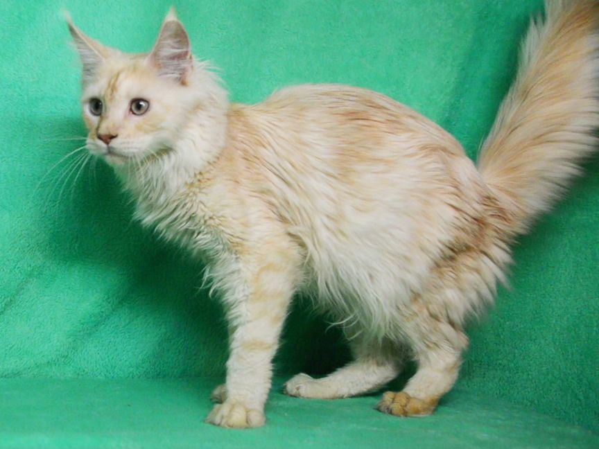 Котенок красное серебро, совладение