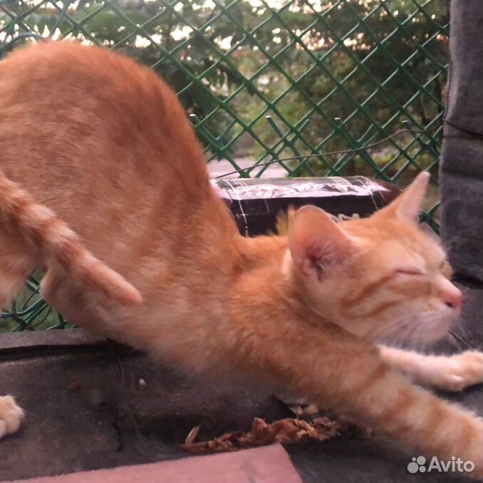 Котенок Рыжик девочка