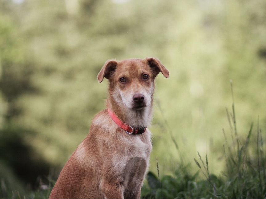 Собака. дуня