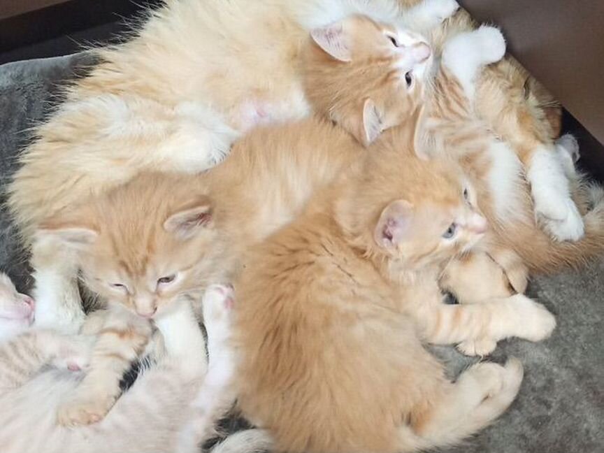 Кошка
