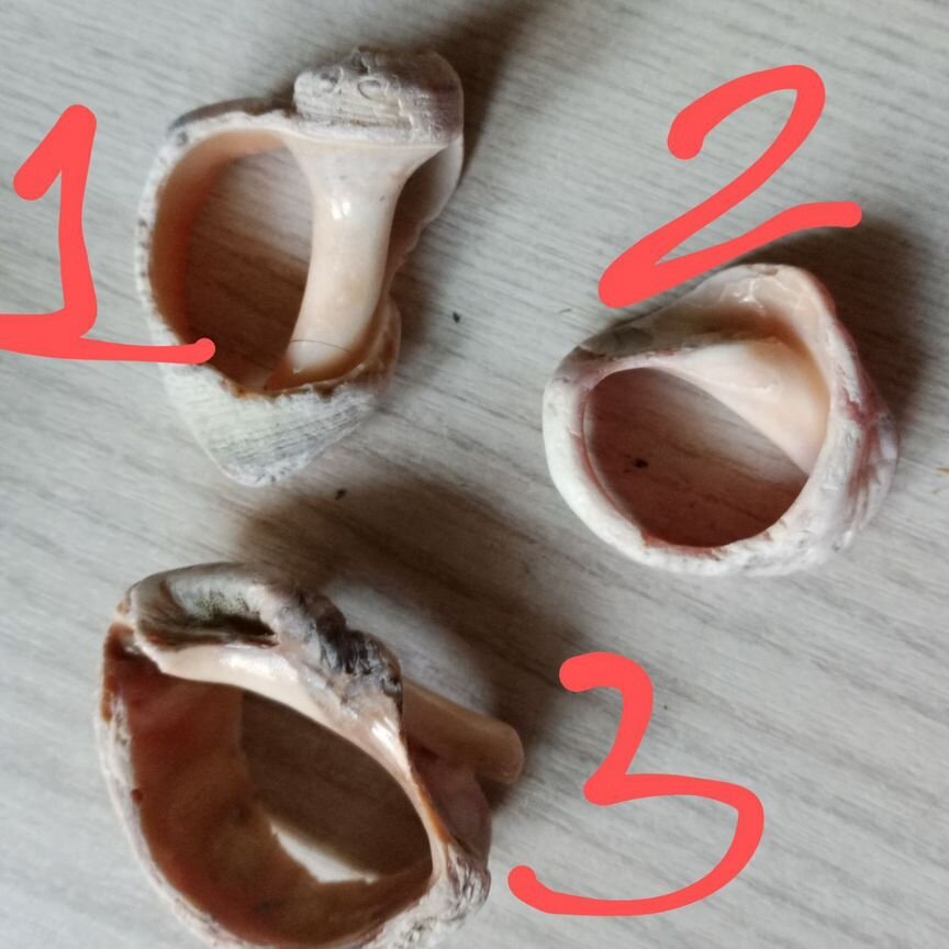 Морские ракушки для аквариума