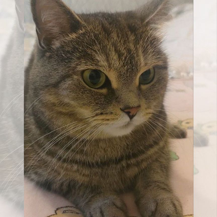 Британская короткошёрстная кошка, взрослая