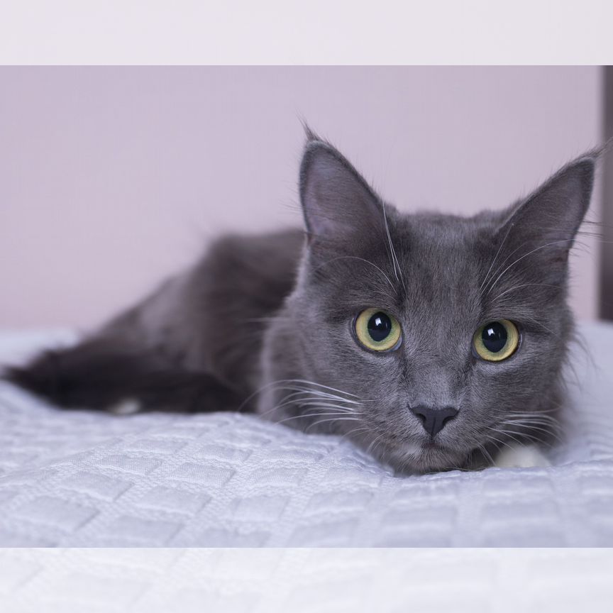 Взрослая, кошка в добрые руки