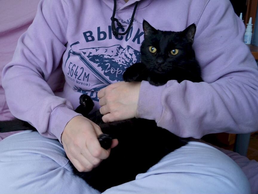 Черный кот Антоша