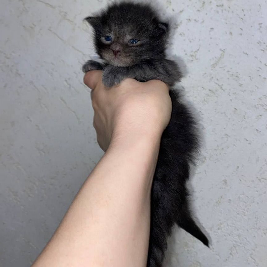 Мейн-кун котёнок
