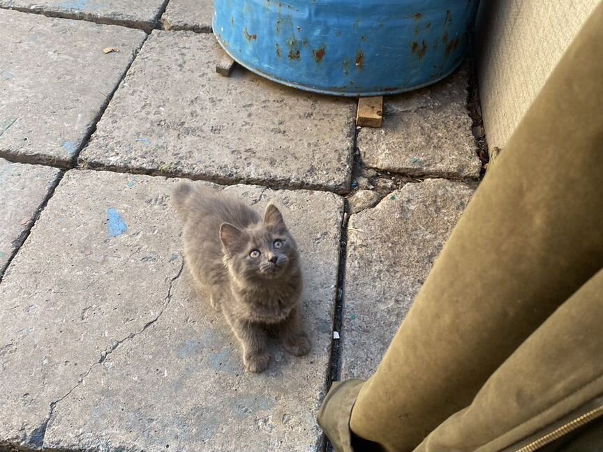 Кошечка