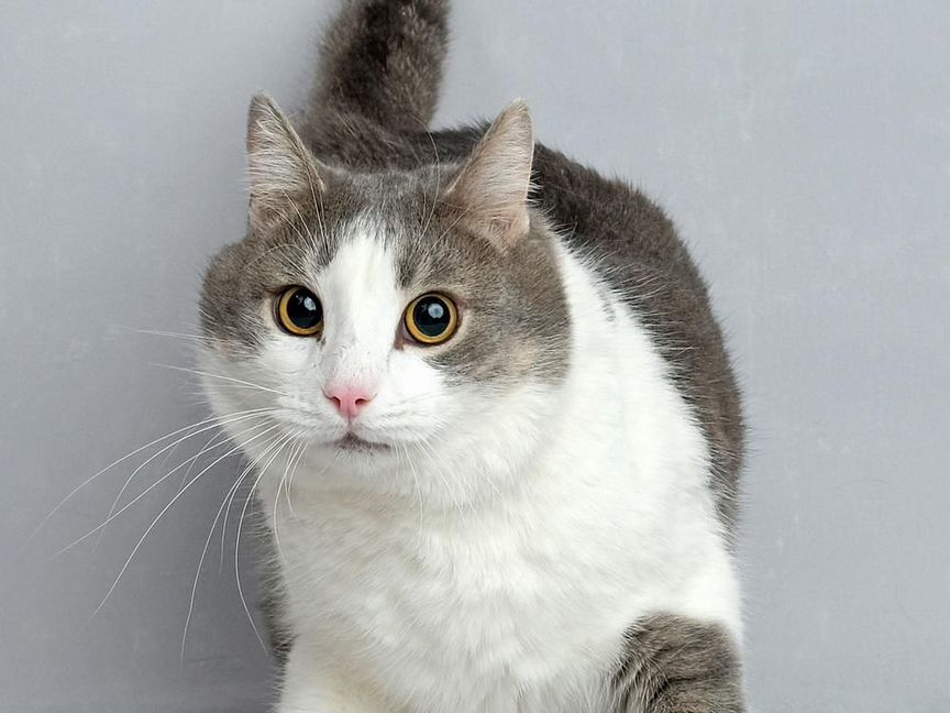 Котик ищет дом