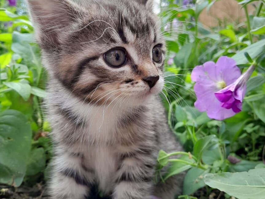 Кошка