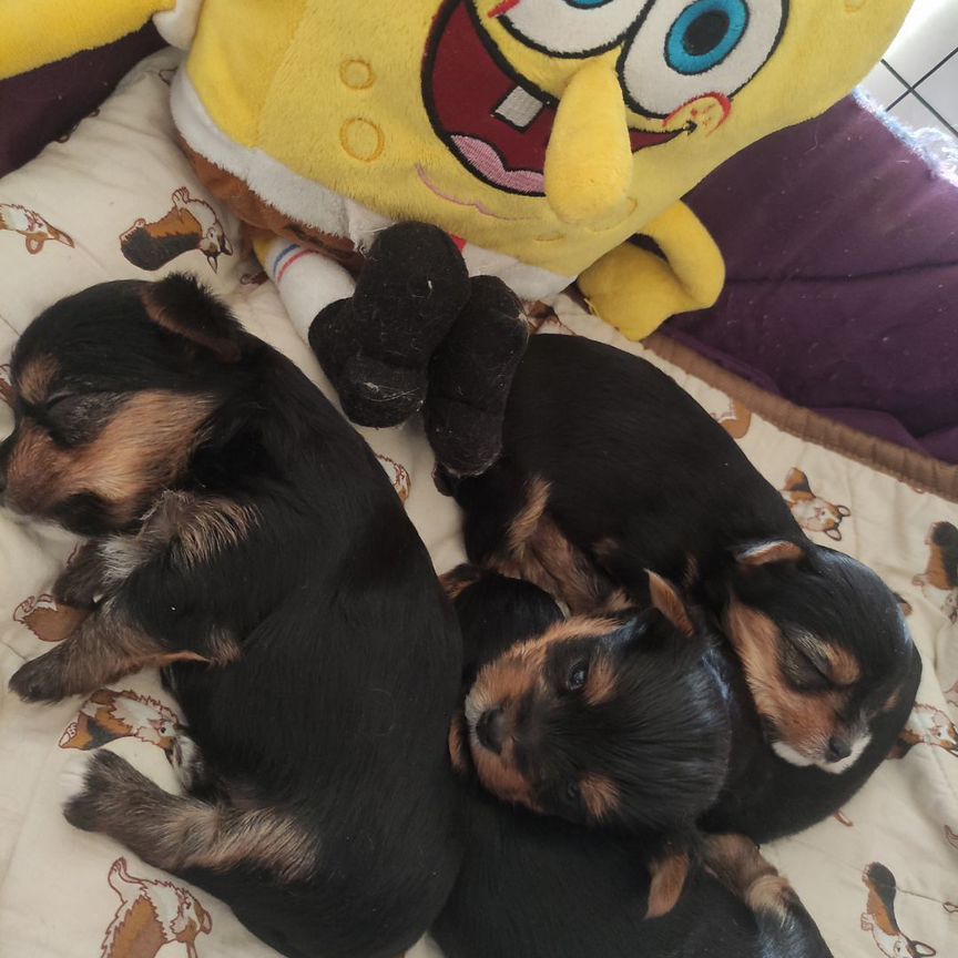 Малышки мини