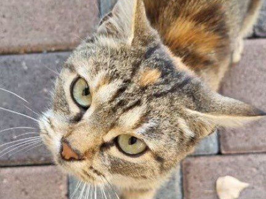 Кошка в добрые руки