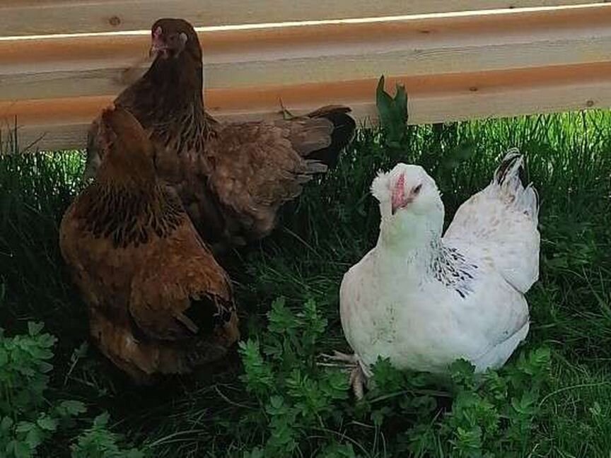 Цыплята Брама и Фавероль