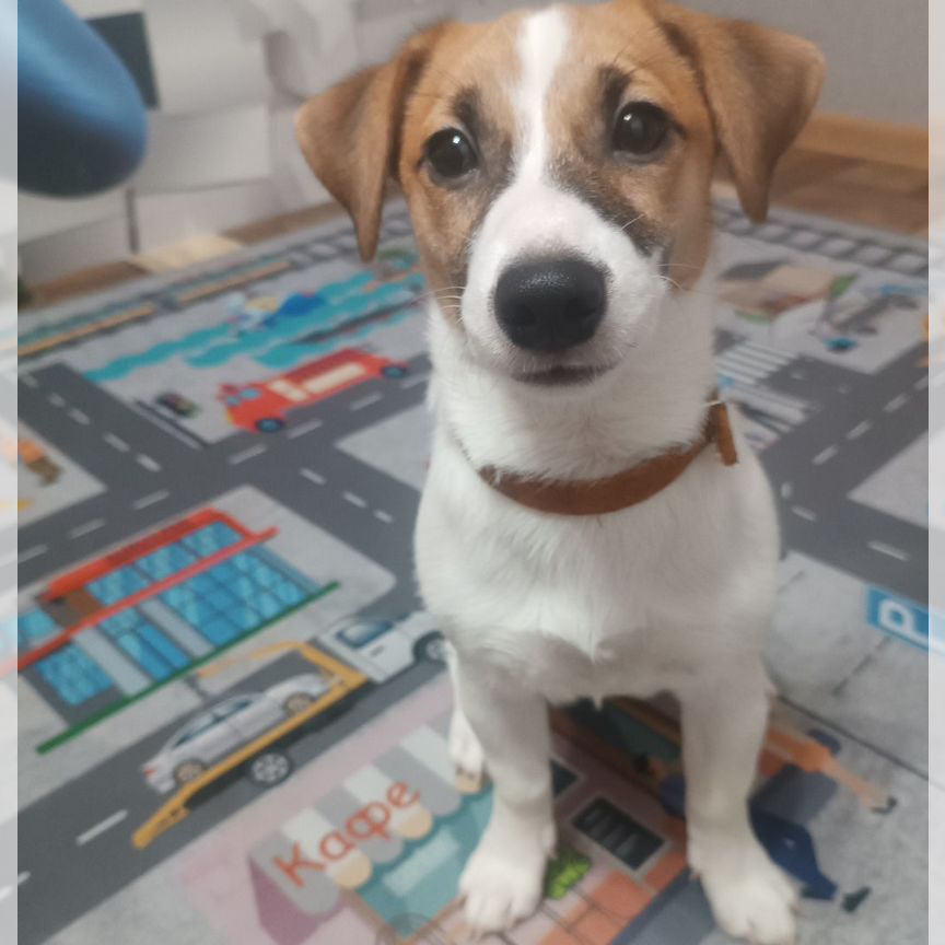 Джек-рассел-терьер, щенок