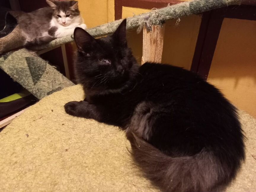 Возьми друга из приюта