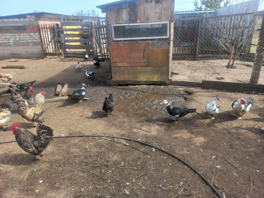 Продам индоуток