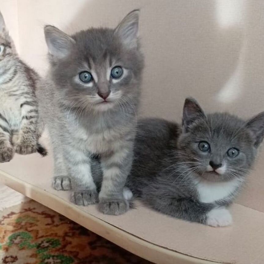 Котята