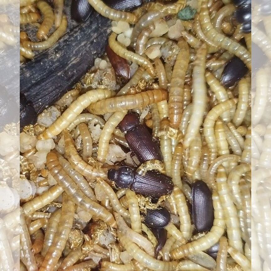 Мучной червь кормовой живой