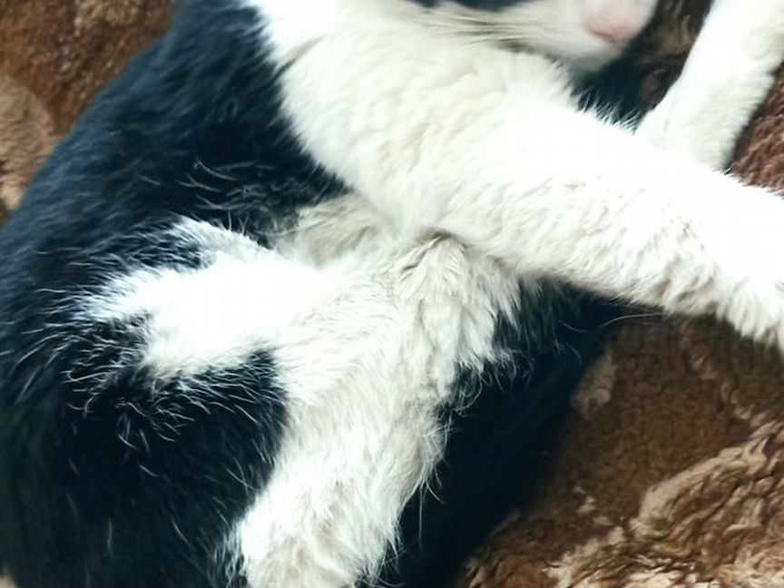 Котик Сиротка 6-7лет. ласковый друг