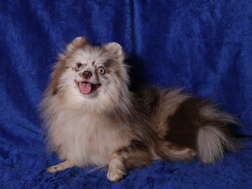 Померанский шпиц-голубоглазая красотка