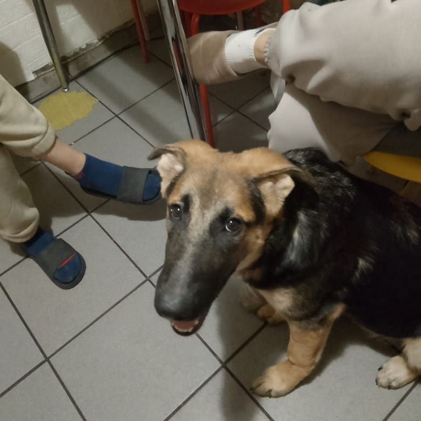 Овчкарка помесь с бульдогом, в добрые руки