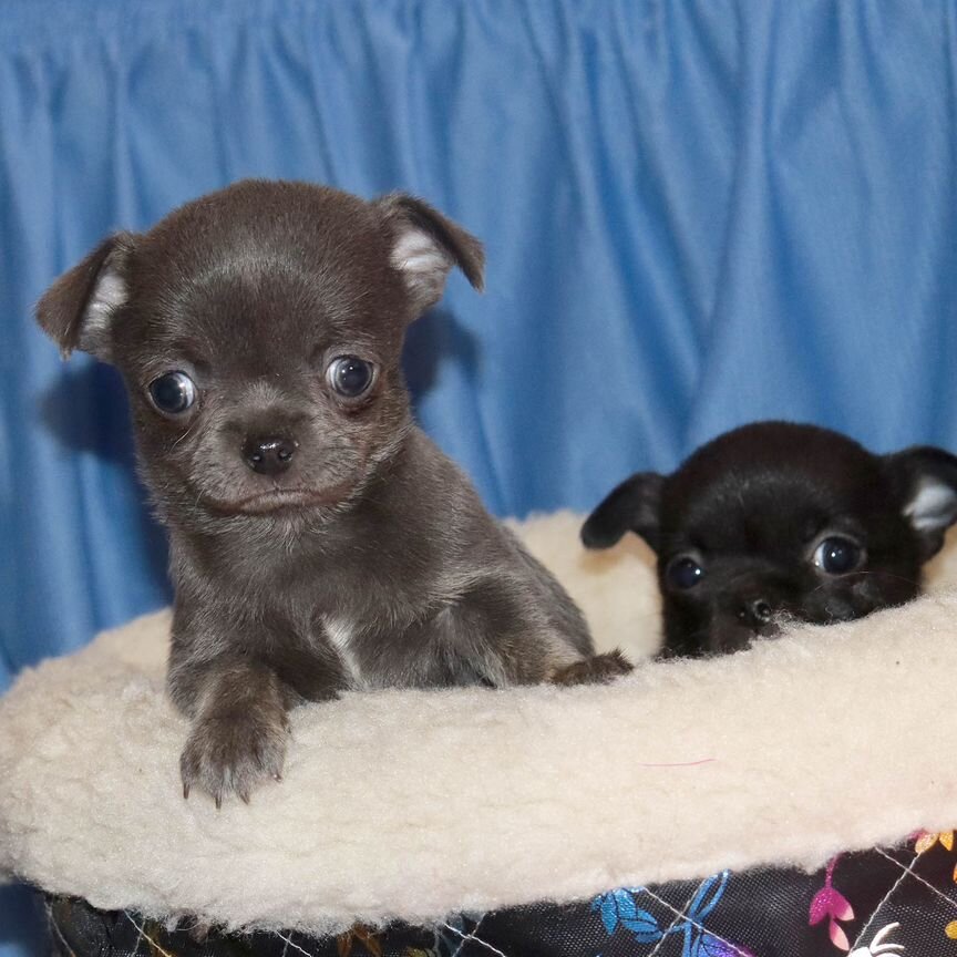 Чихуахуа, щенок