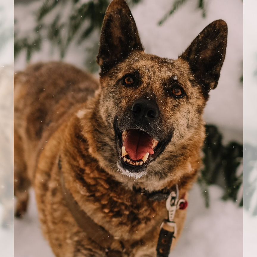 Взрослый пёс в добрые руки